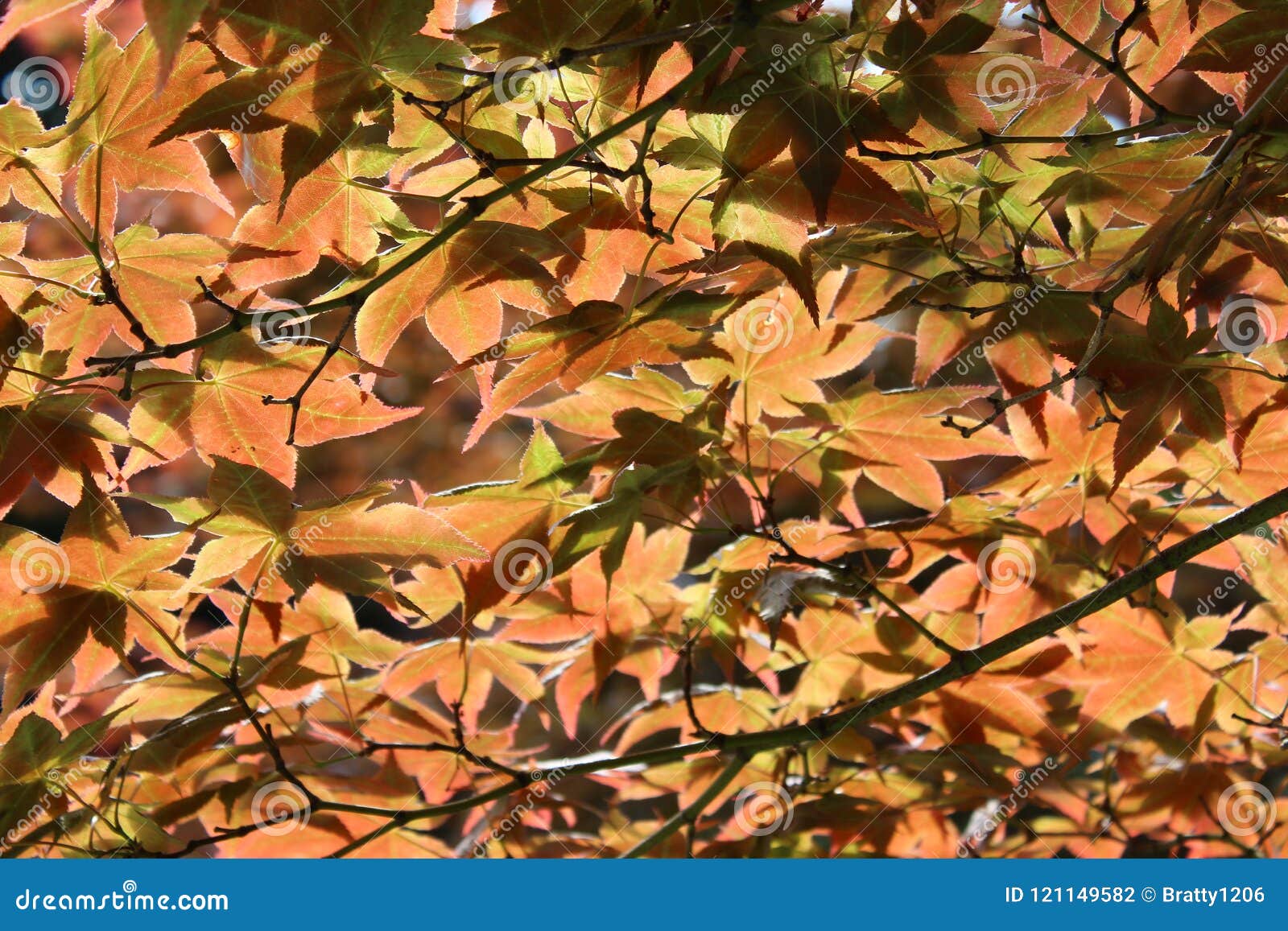 Background Image of Bright Maple Leaves Highlighted on a Sunny Day ...