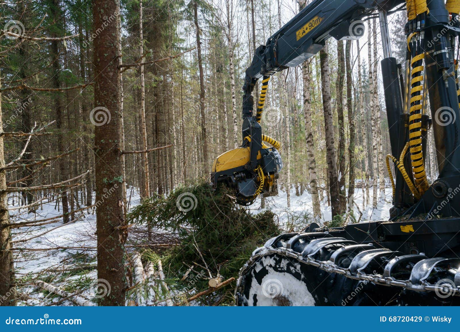 Woodworking in Forest. Log Loader Cuts Spruce Stock Image - Image of ...