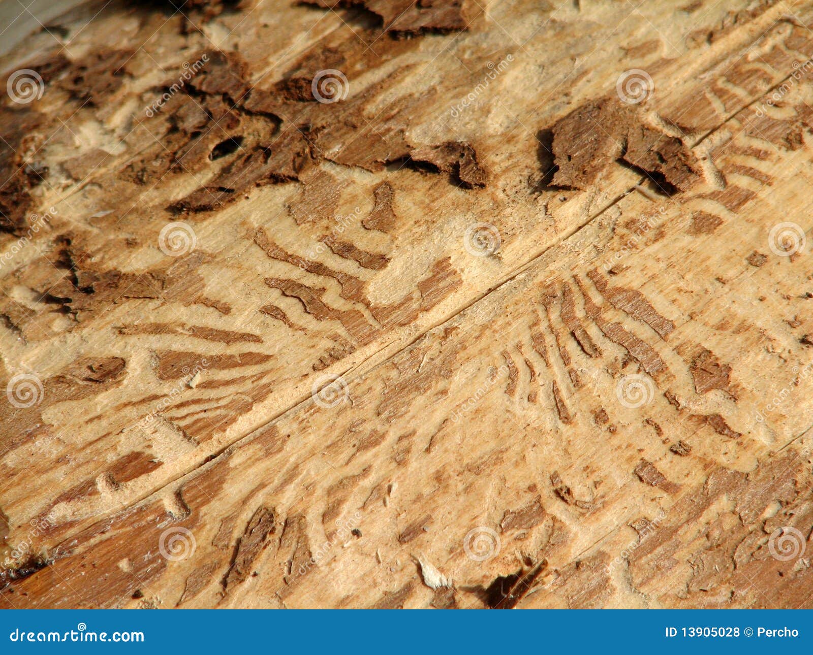 Woodworm stock photo. Image of pest, woodworm, geology - 13905028
