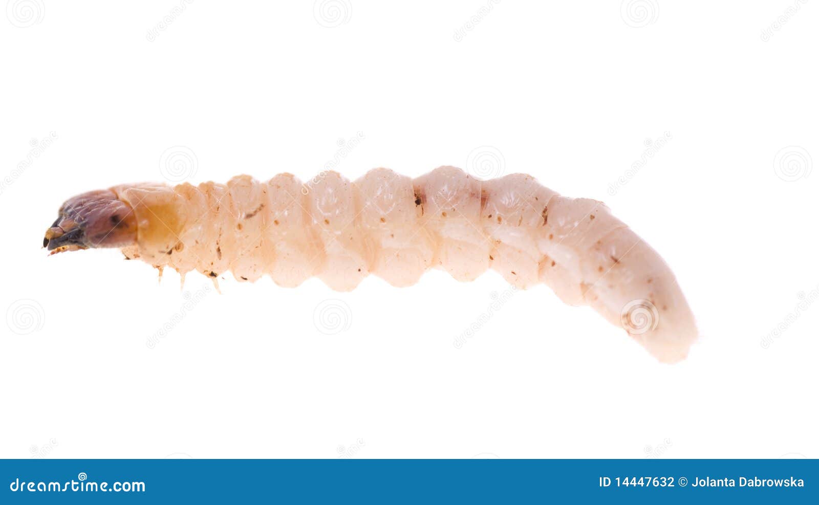 Larva Of Woodworm Lives Under Pine Bark. Common Furniture Beetle Stock ...