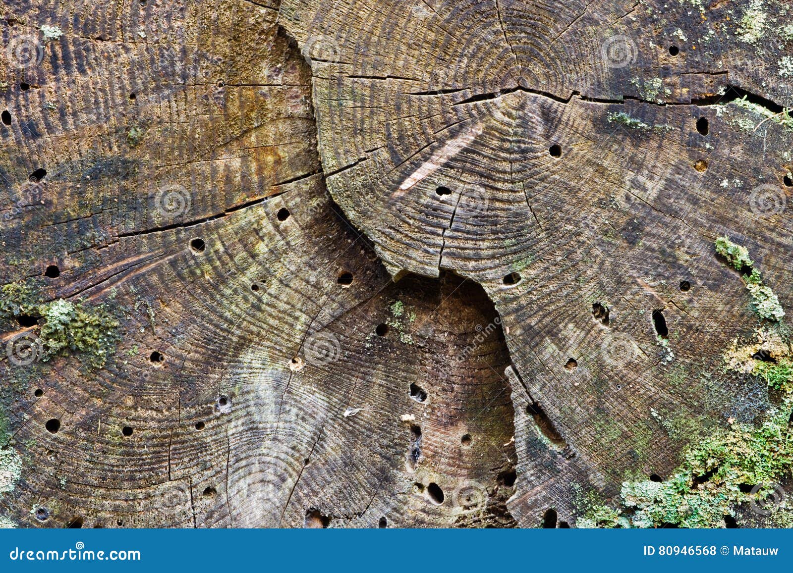 Woodworm holes stock photo. Image of rough, woodworm - 80946568