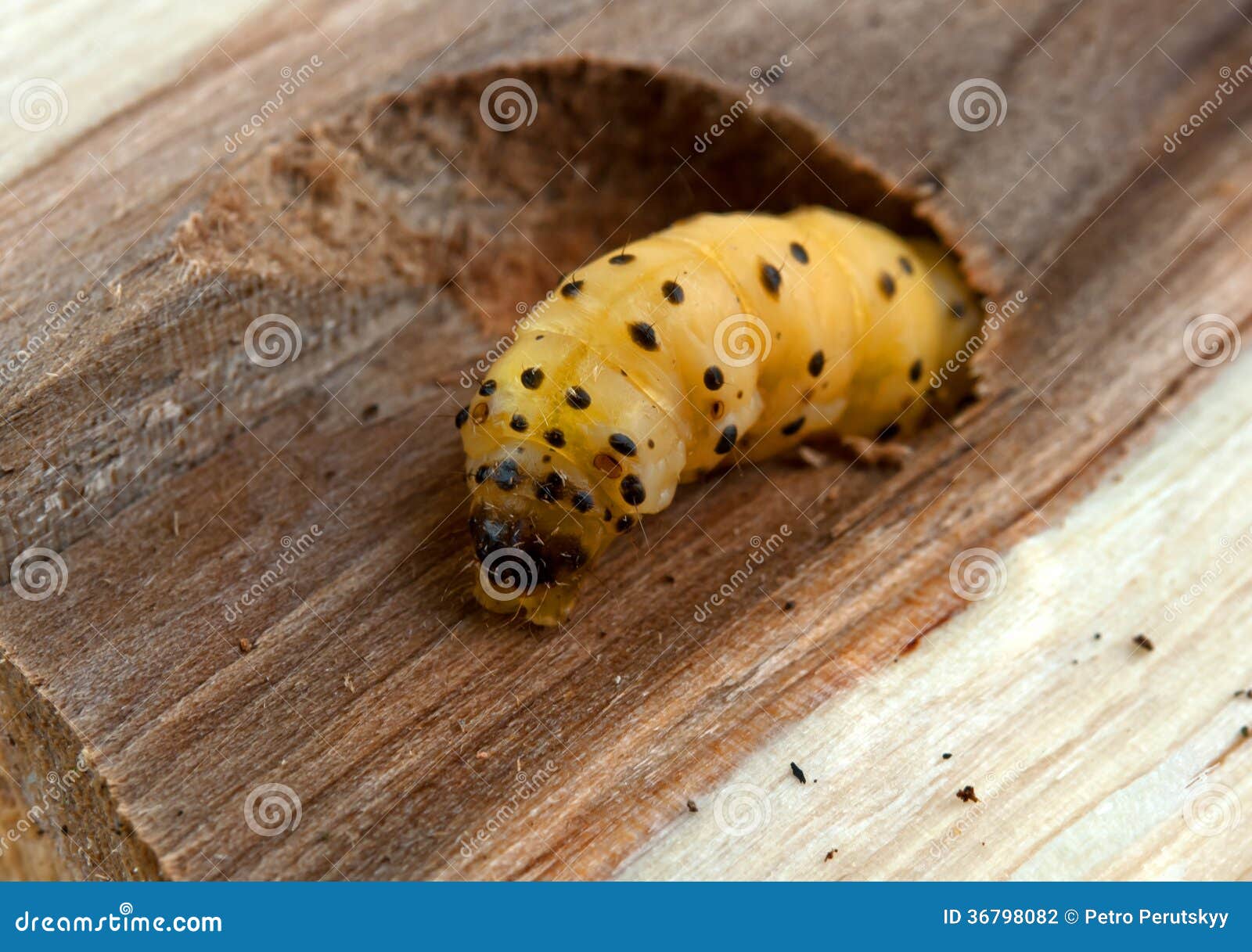 Woodworm stock photo. Image of europe, white, nature - 36798082