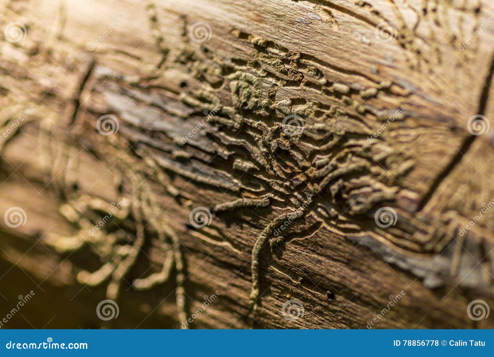 Woodworm Pattern in Dried Birch Tree in the Forest Stock Photo - Image ...