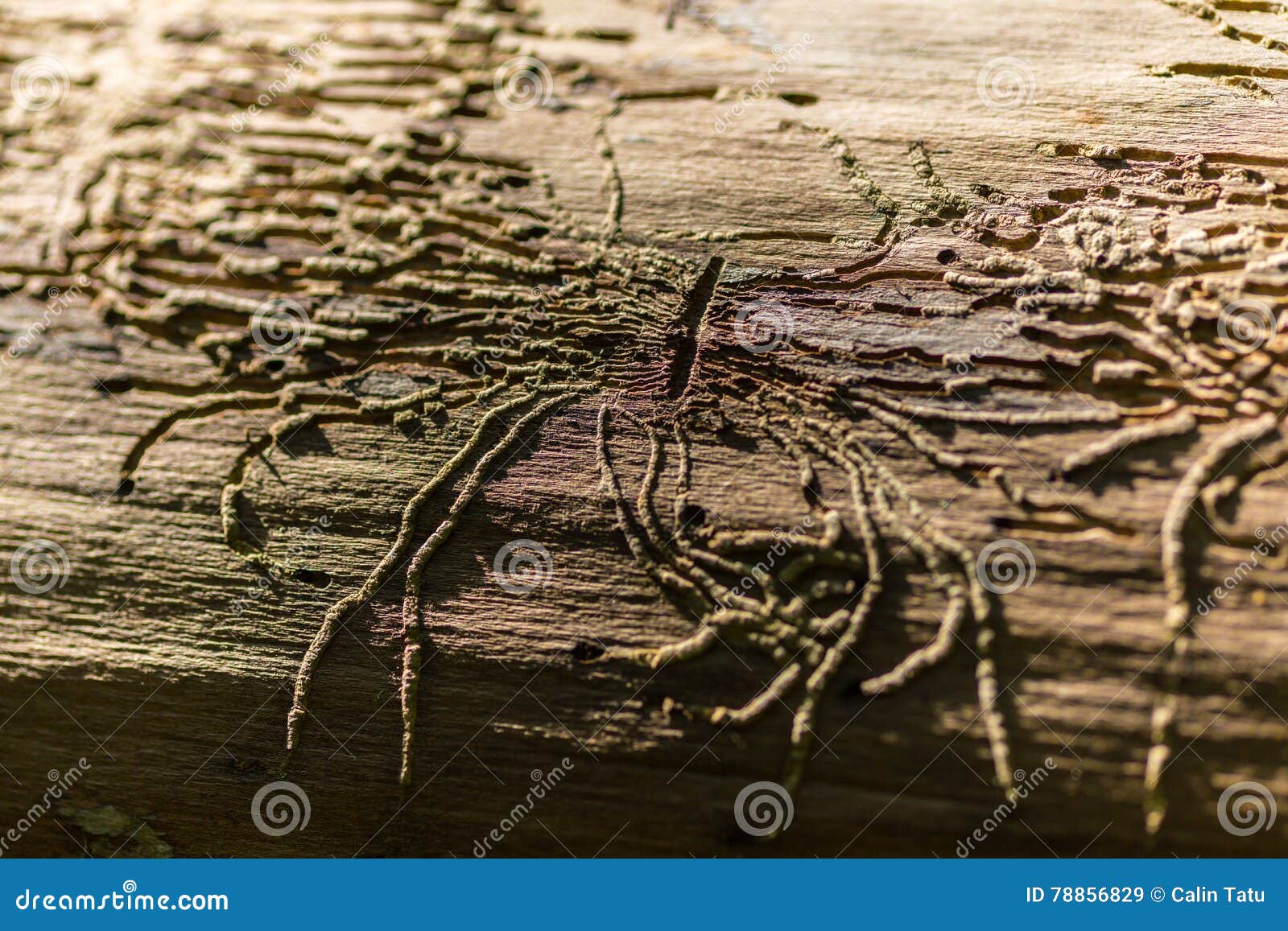 Woodworm Pattern in Dried Birch Tree in the Forest Stock Image - Image ...