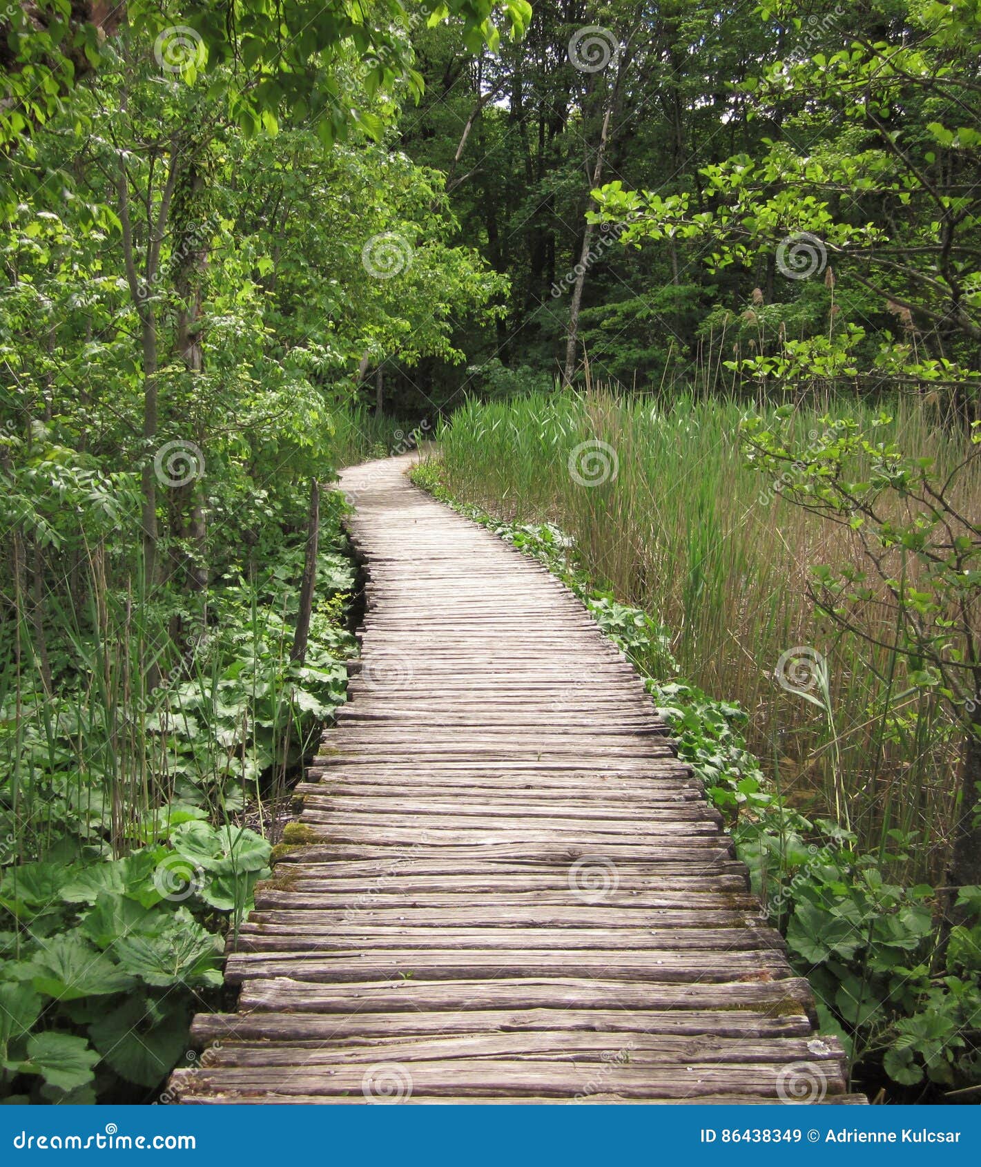 Woody forest way stock image. Image of flora, garten - 86438349