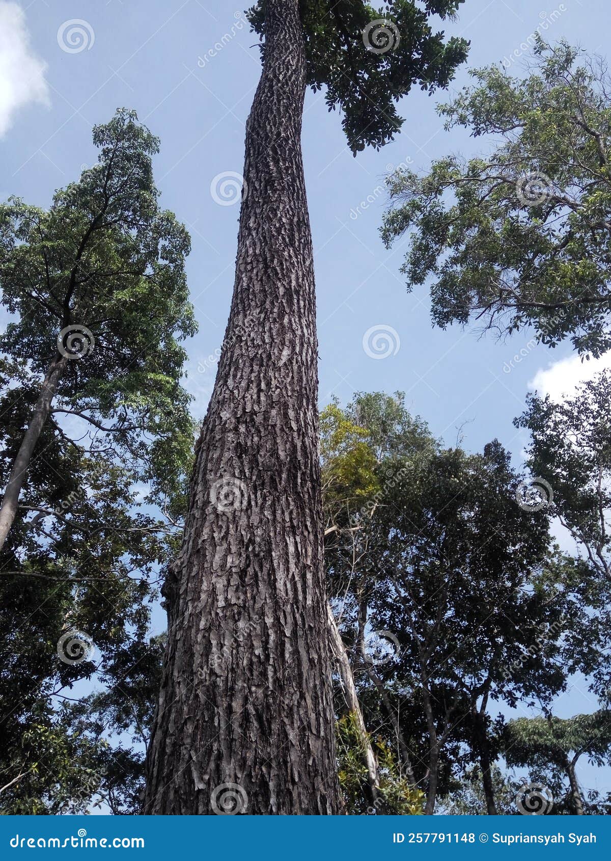 Woody trees stock photo. Image of thick, blue, trunk - 257791148