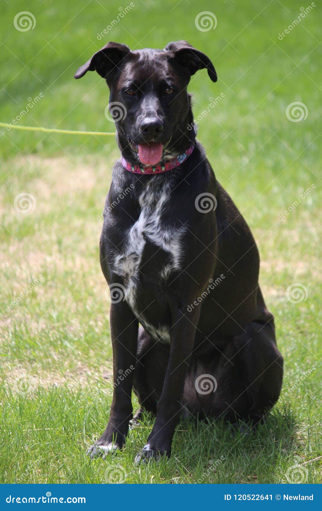 Woof stock image. Image of trained, dogs, sadie, behaved - 120522641