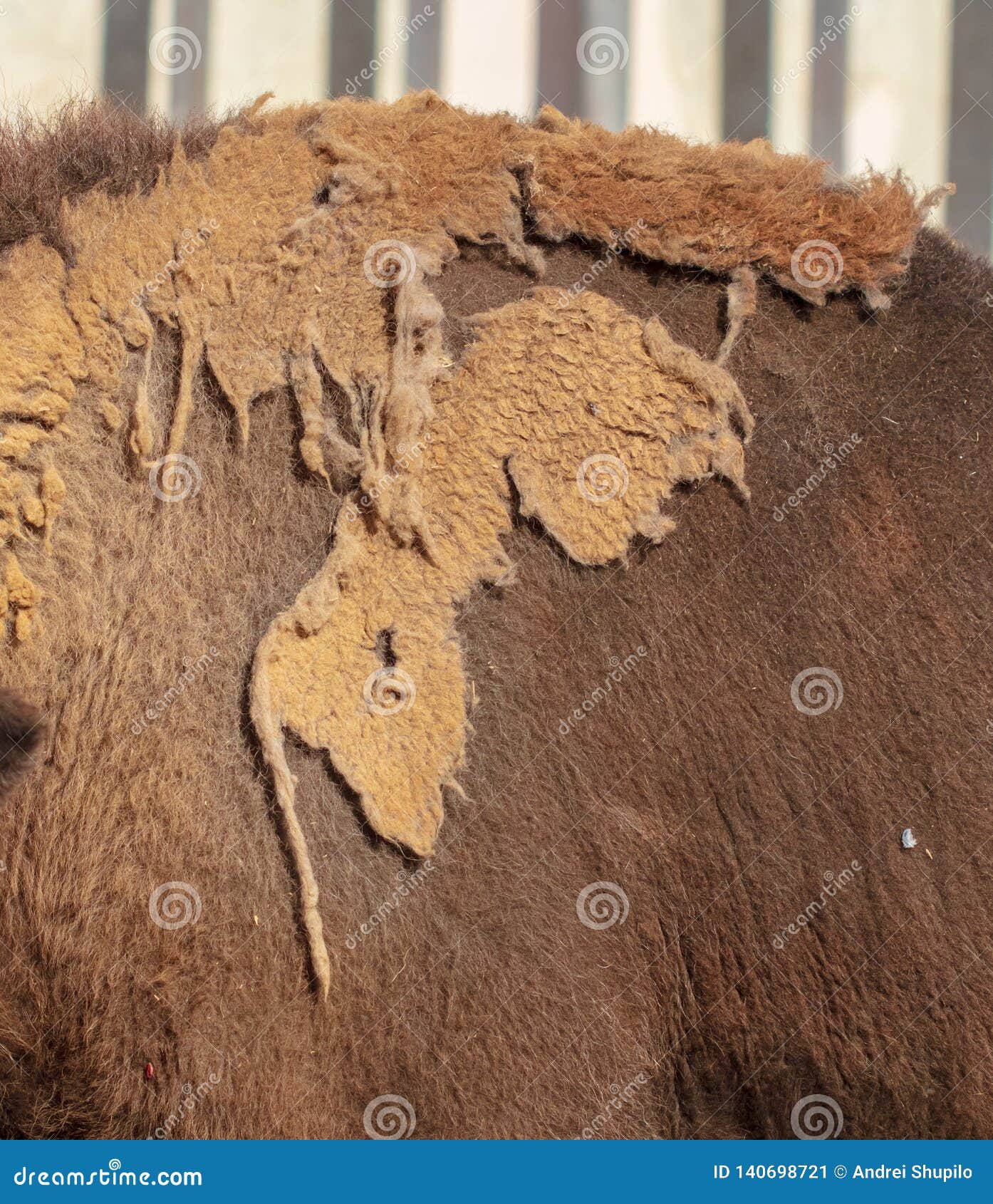 Wool on the back of a bull stock image. Image of abstract - 140698721