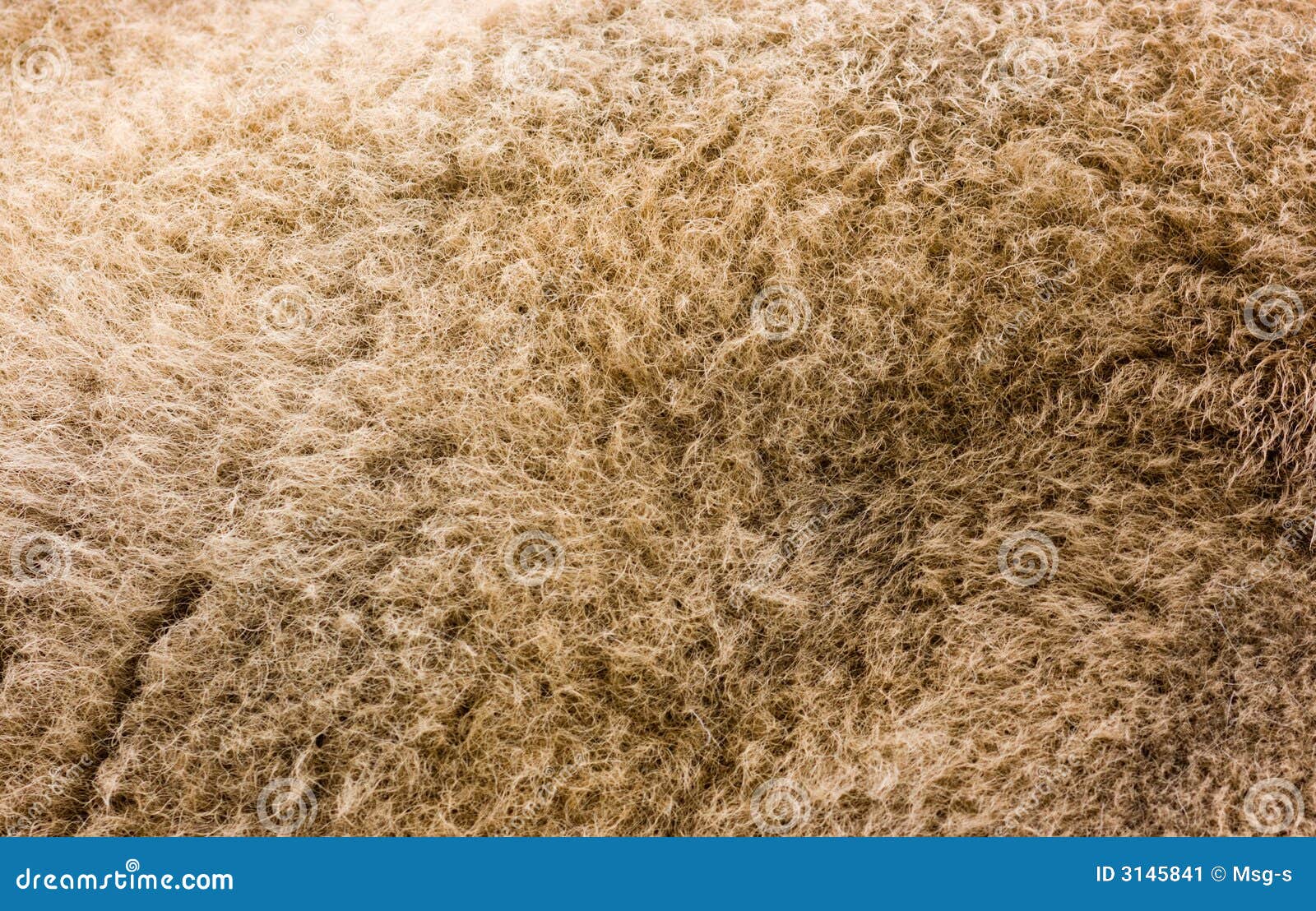 Wool of the bison stock image. Image of animal, hair, bison - 3145841