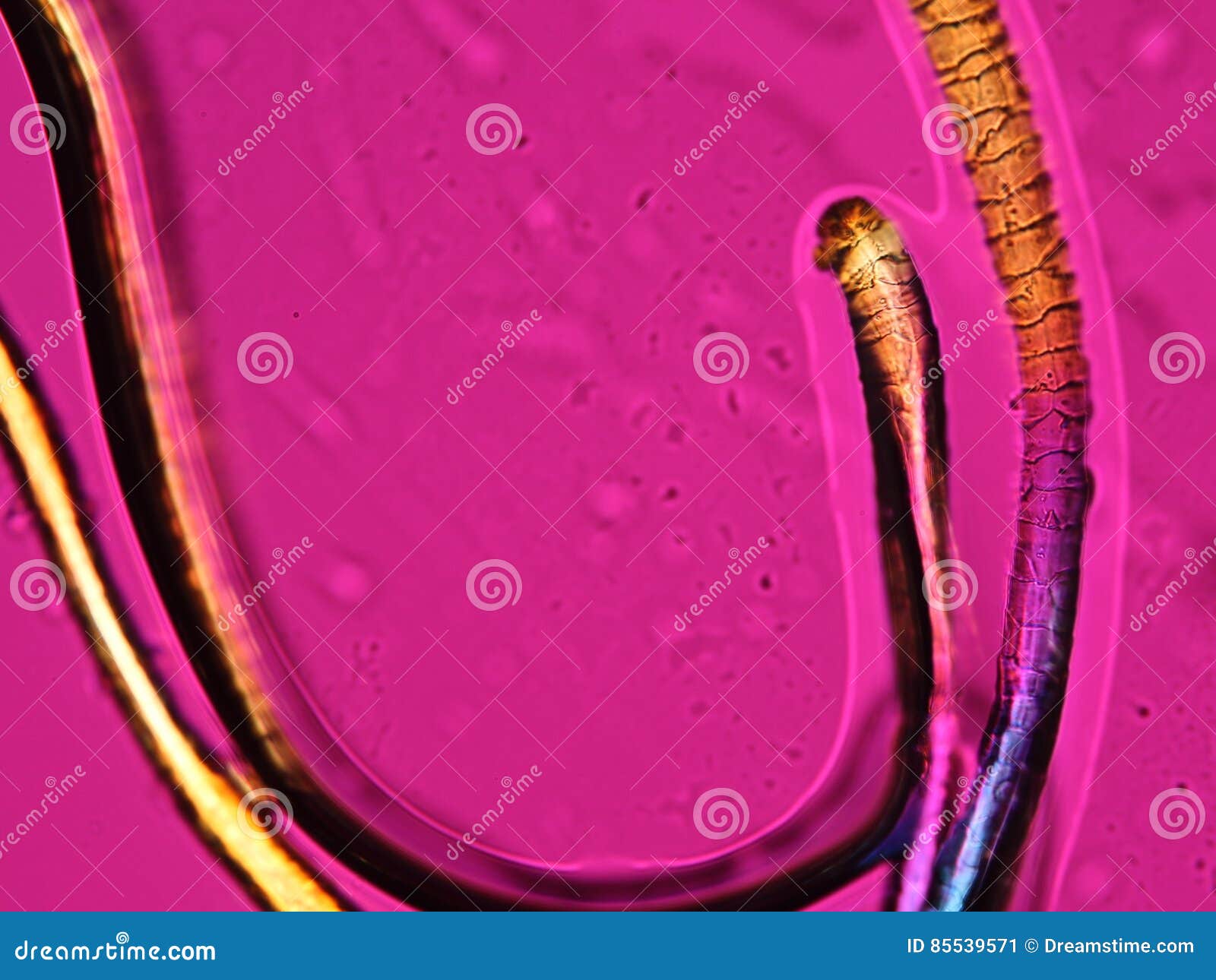 Wool fibre stock image. Image of microscope, science - 85539571