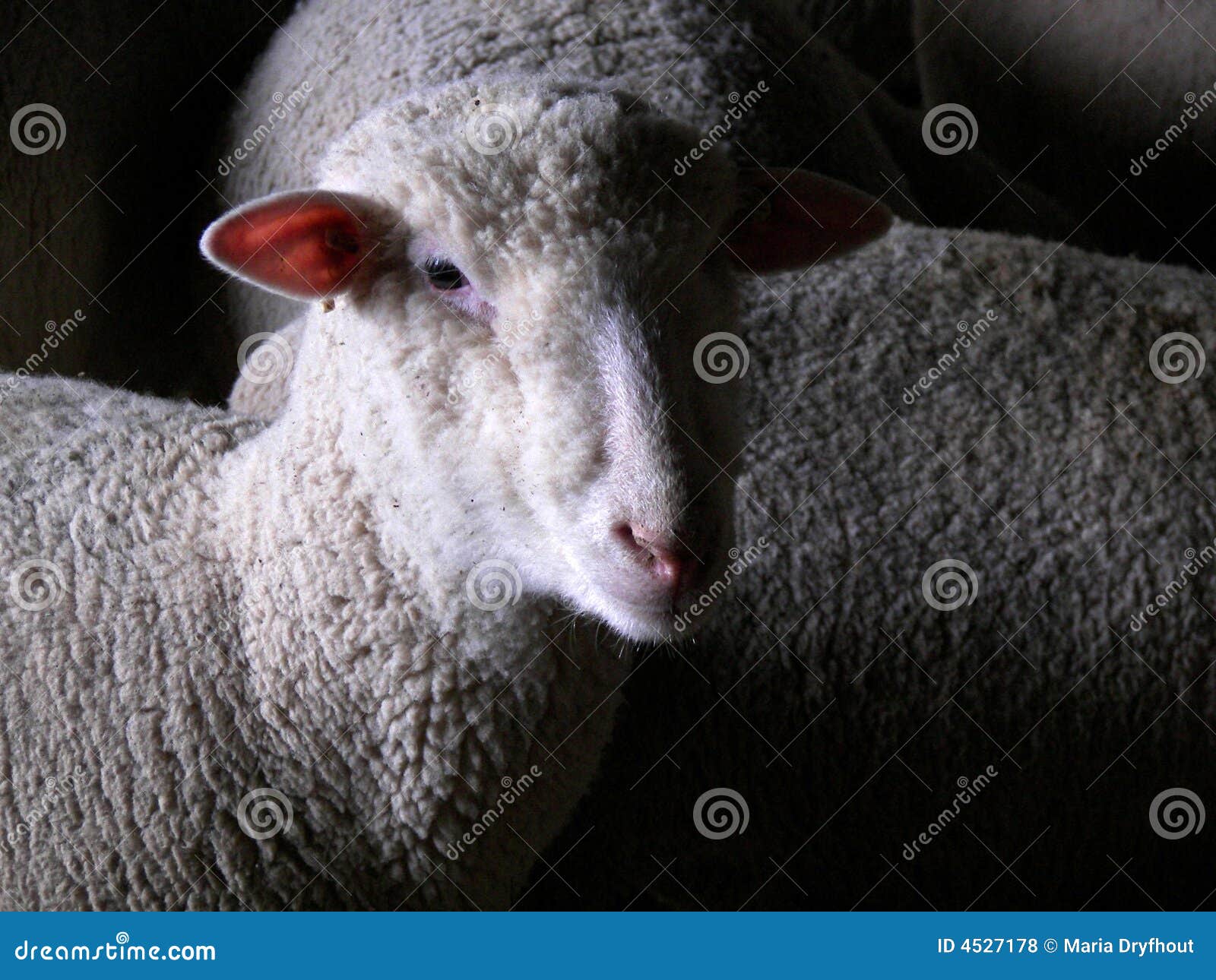 Wool Light stock photo. Image of rural, shadow, grow, sheep - 4527178