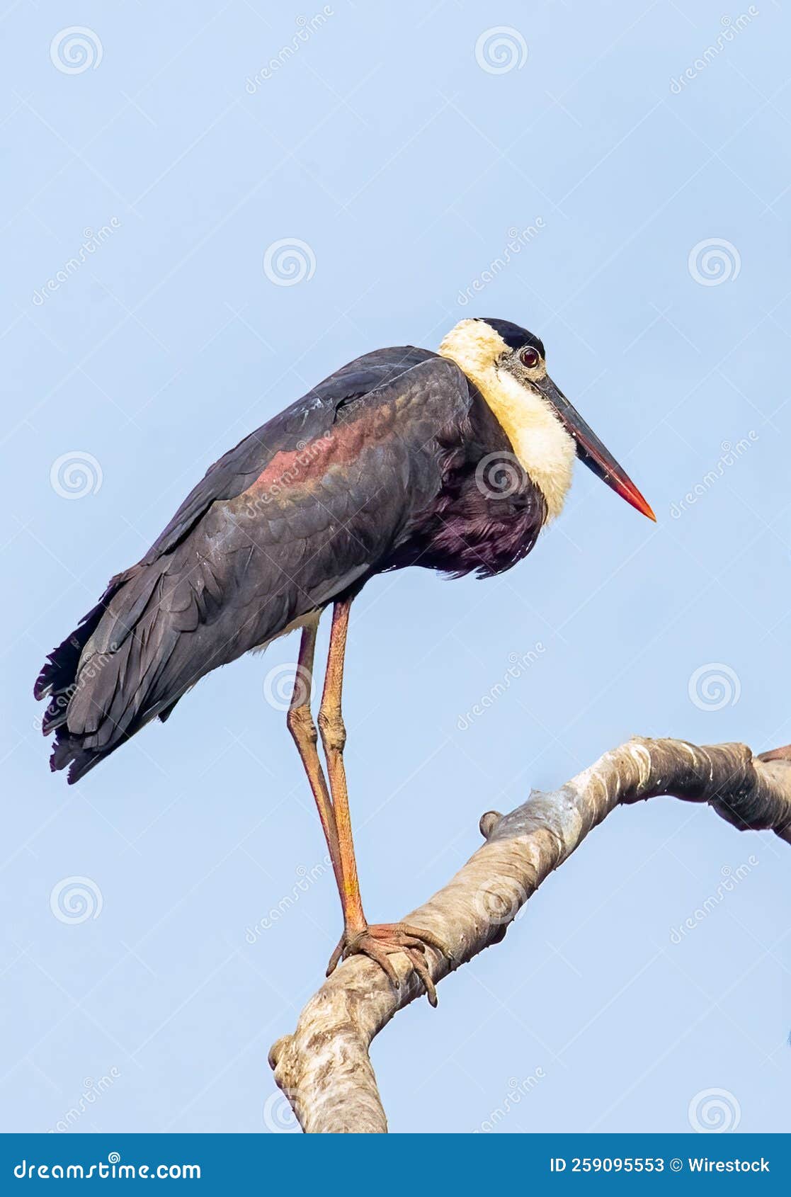 A Wool Neck Stork Sitting on a Tree Stock Image - Image of duck, neck ...