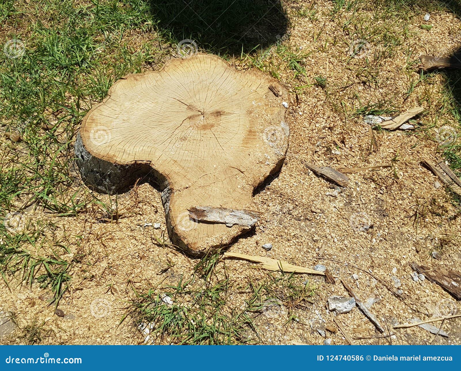 Tree stock photo. Image of wool, nature, grass, tree - 124740586