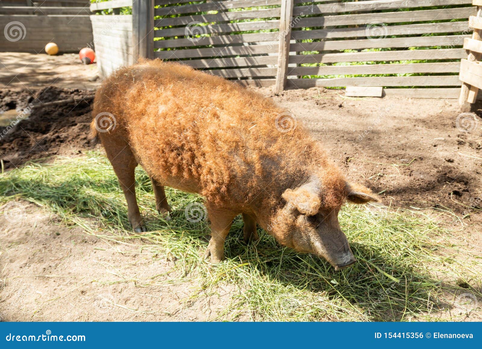 Wool Pig in the Zoo at Summer Stock Photo - Image of animal, spring ...