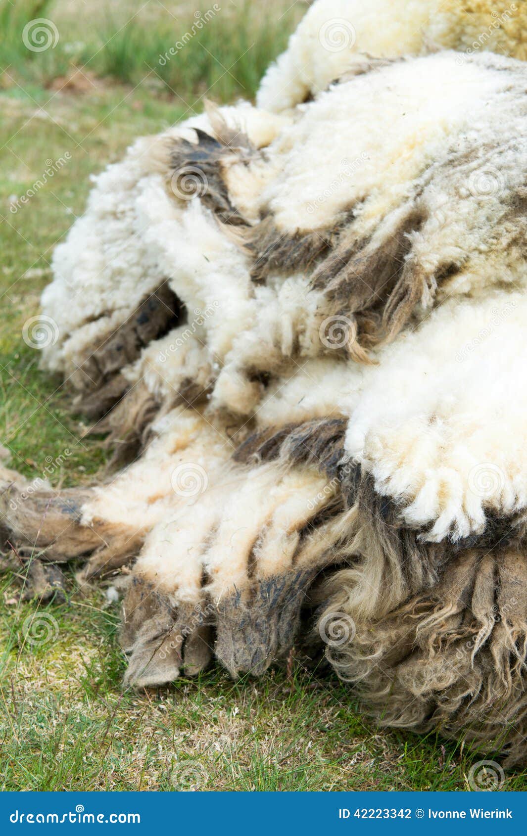 Wool of shaved sheep stock photo. Image of sheep, farm - 42223342