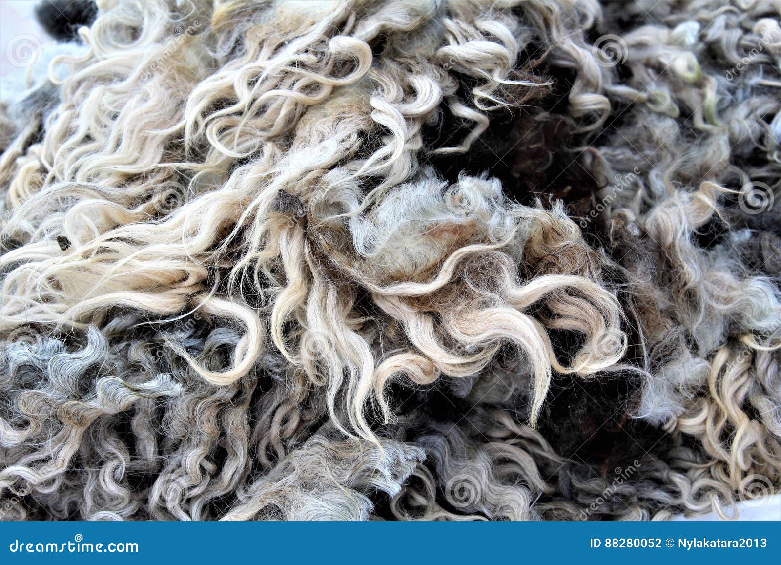 Wool sheared stock photo. Image of macro, trim, washed - 88280052