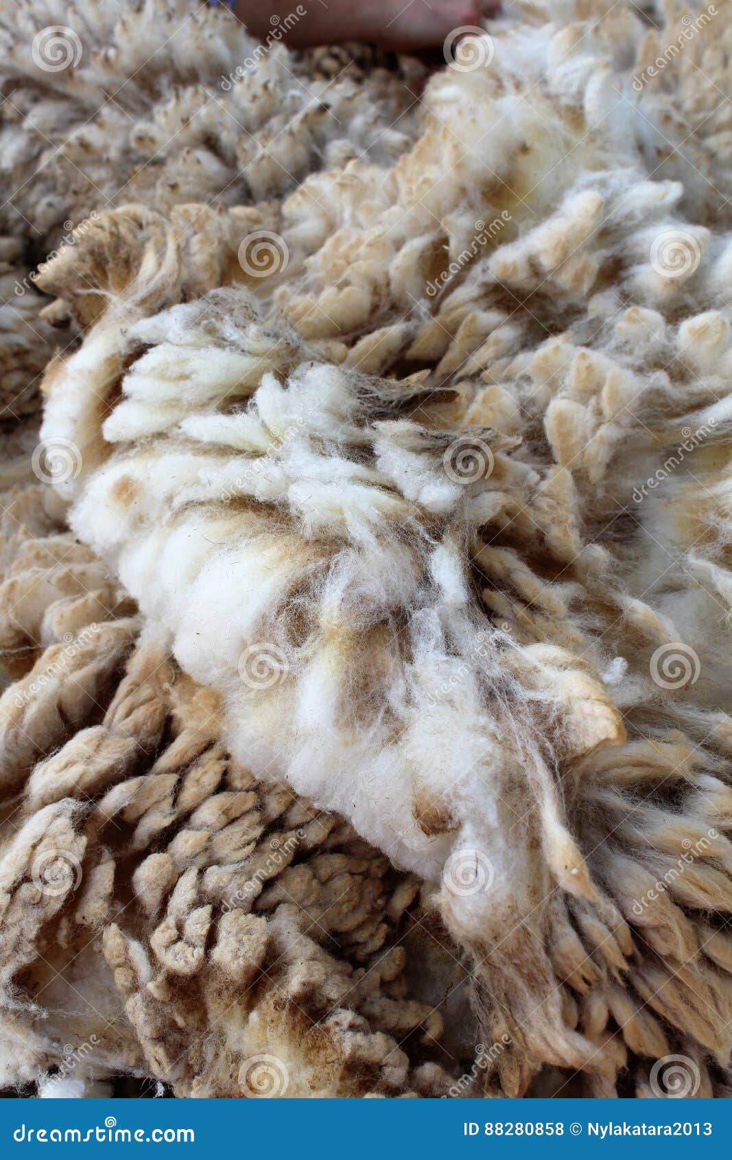 Wool sheared stock photo. Image of felt, felted, sheep - 88280858