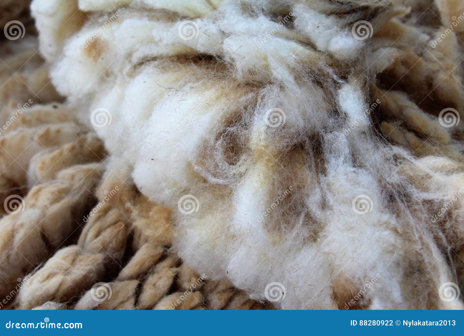 Wool sheared stock photo. Image of macro, fleece, wool - 88280922