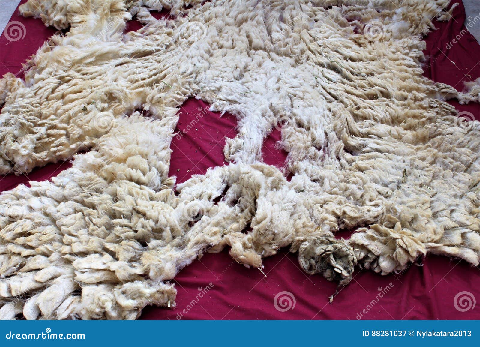 Wool sheared stock image. Image of shepherd, felted, trim - 88281037