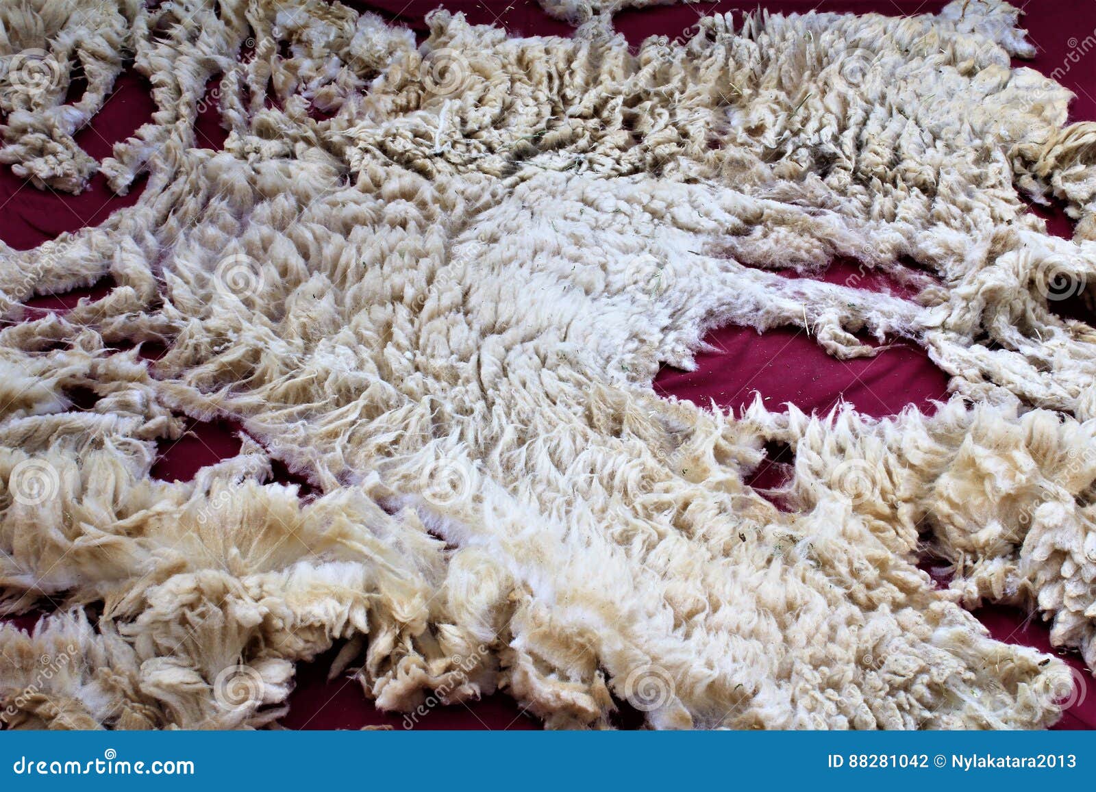 Wool sheared stock photo. Image of pure, laniolin, crafty - 88281042