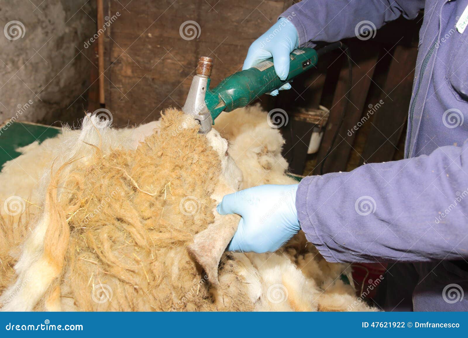 Wool Shearing Sheep for Wool Yarns Stock Photo - Image of sheep, soft ...