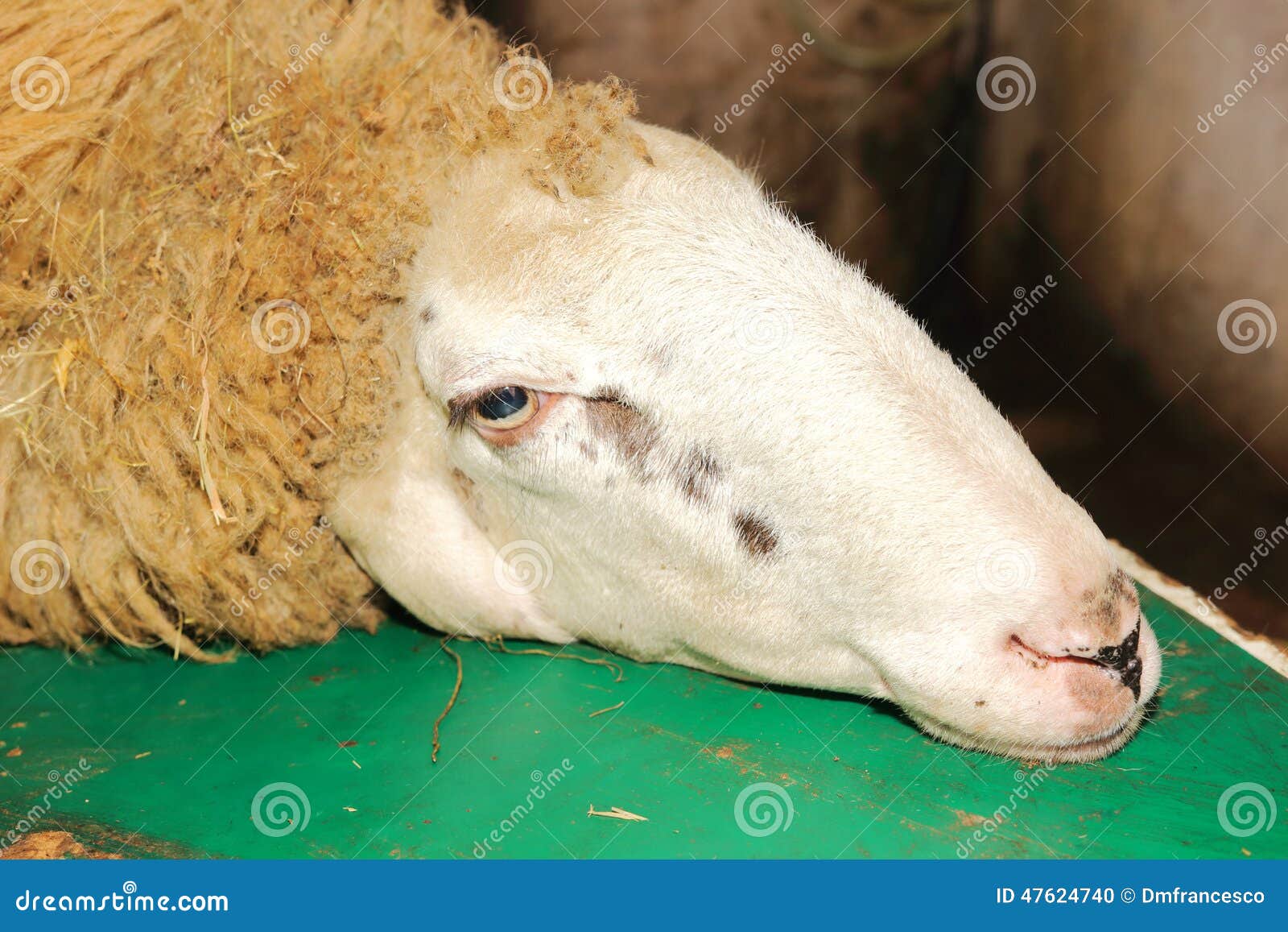 Wool Shearing Sheep for Wool Yarns Stock Photo - Image of cloth, nature ...