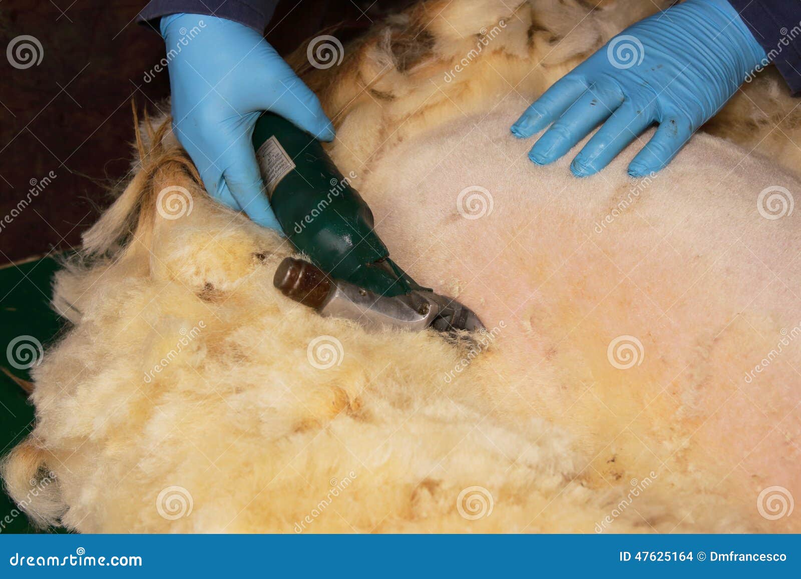 Wool Shearing Sheep for Wool Yarns Stock Photo - Image of string, knit ...