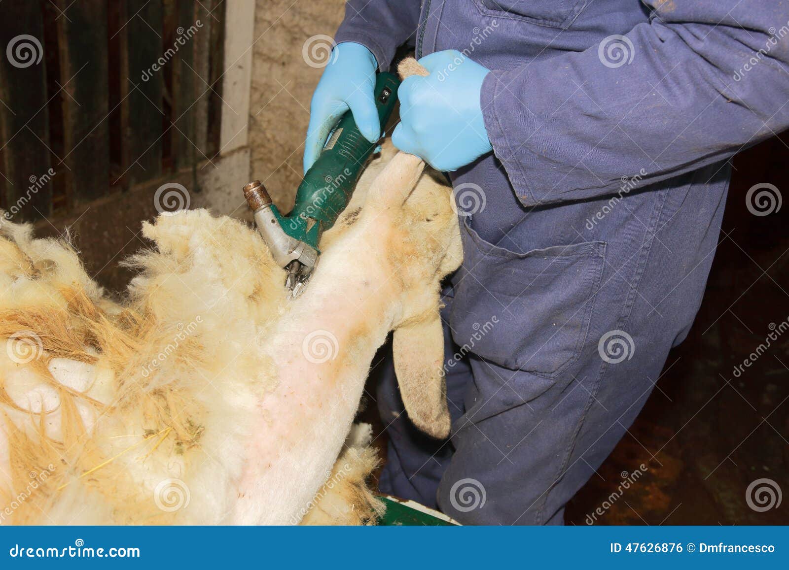 Wool Shearing Sheep for Wool Yarns Stock Photo - Image of clothes ...