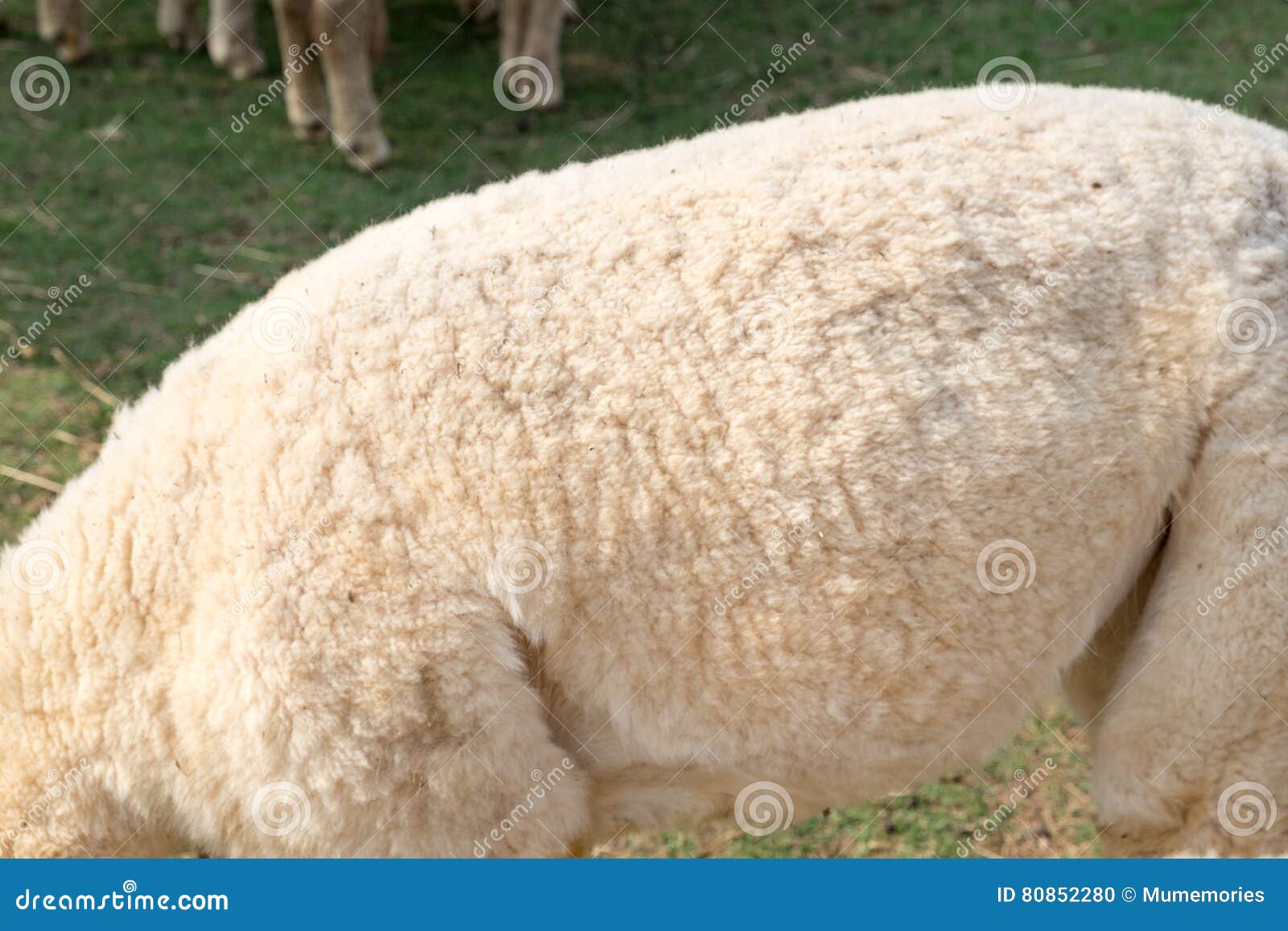 Wool Sheep Body Close Up Photos - Free & Royalty-Free Stock Photos from ...
