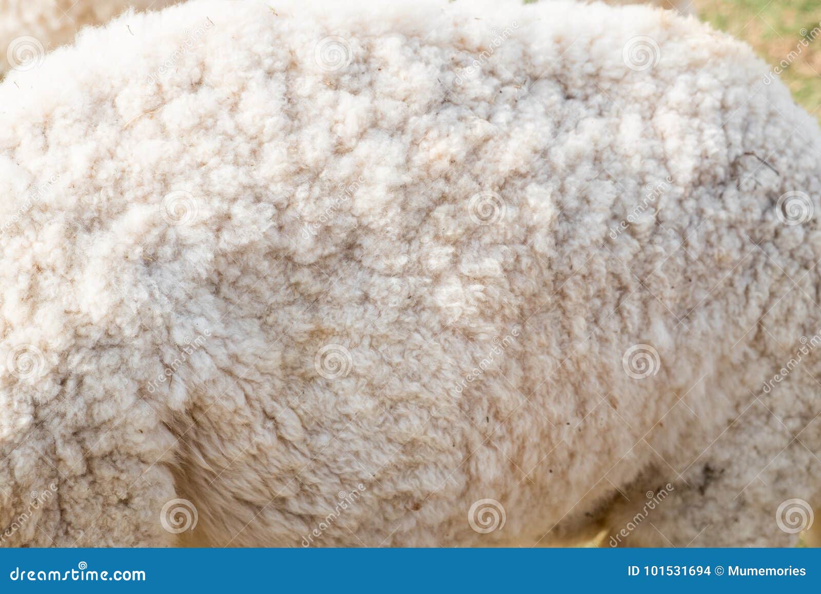 Wool sheep body close up stock photo. Image of detail - 101531694