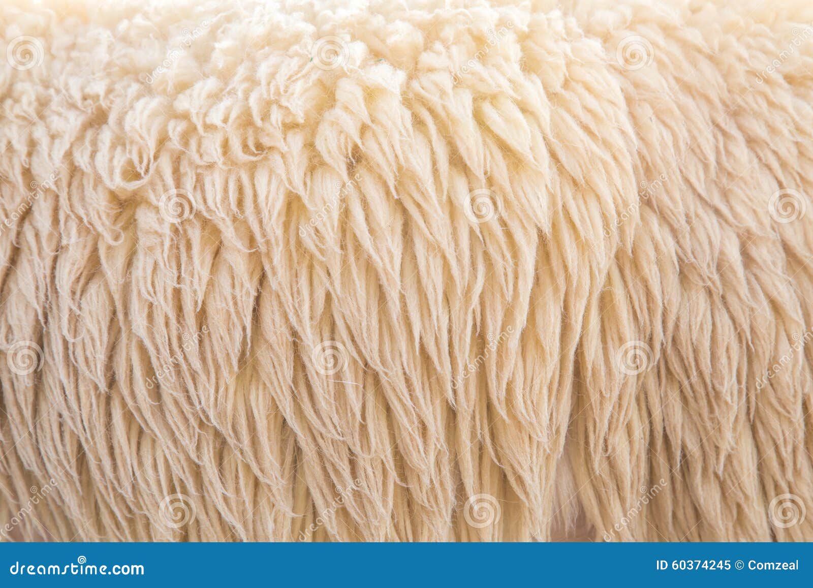 Wool Sheep Farm, Rural Cute Animals Royalty-Free Stock Image ...