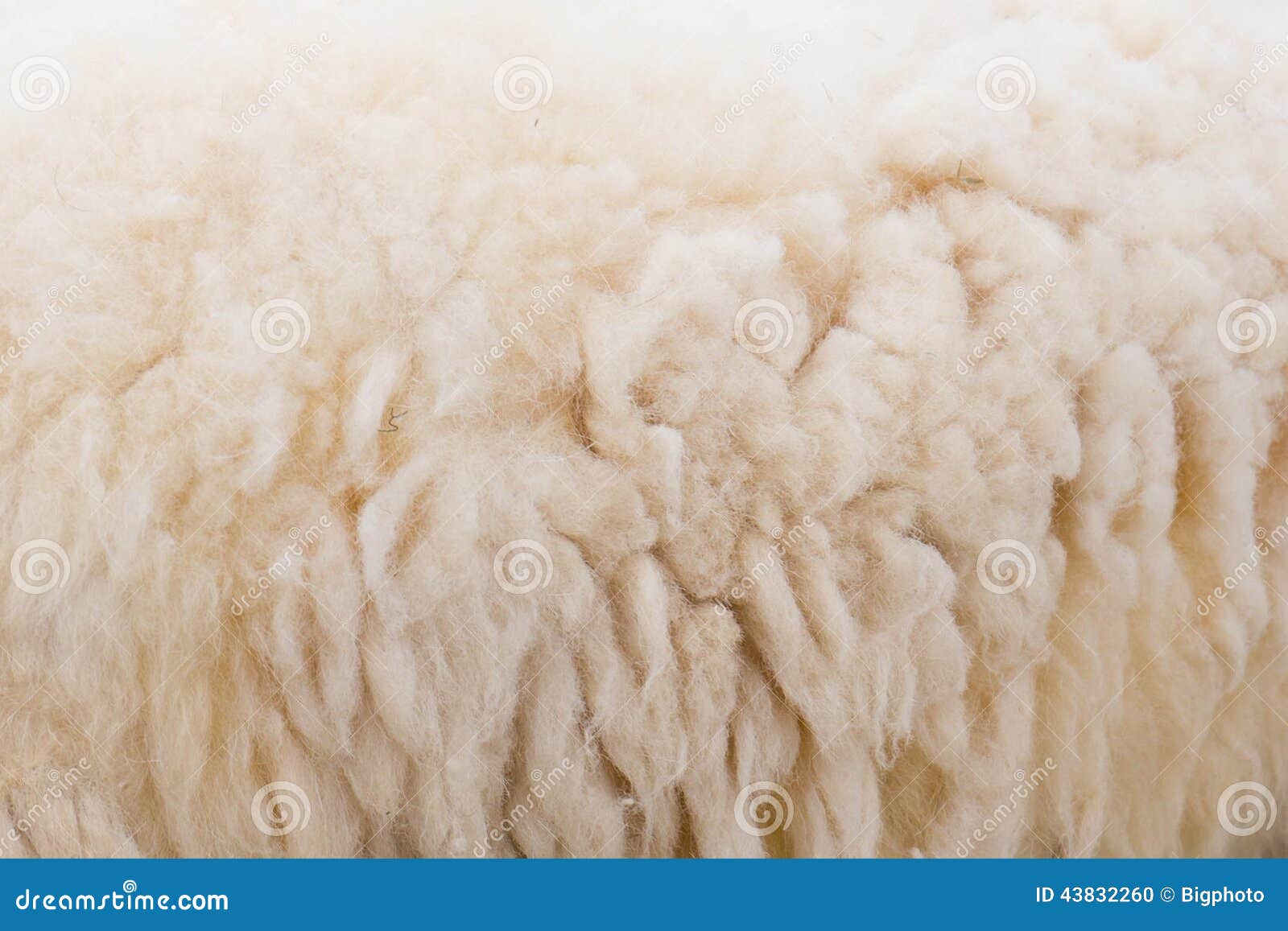 Wool Sheep Farm, Rural Cute Animals Royalty-Free Stock Image ...