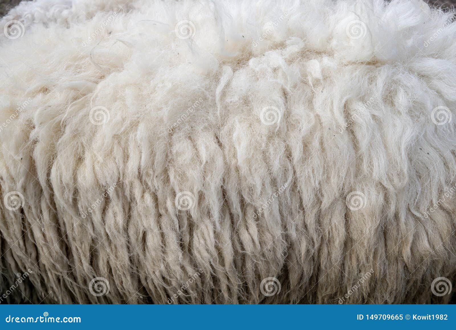 Wool Sheep Closeup for Background ,Raw Wool Background. Also Softness ...