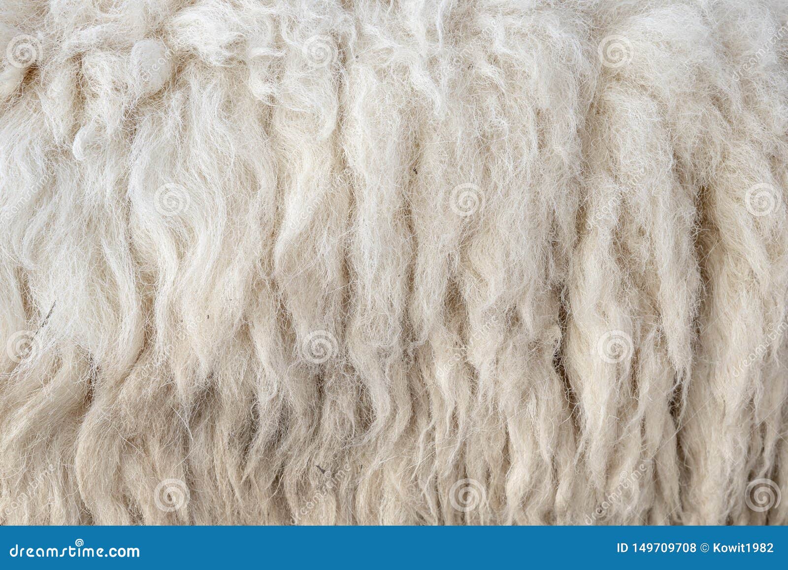 Wool Sheep Closeup for Background Stock Photo - Image of gray ...