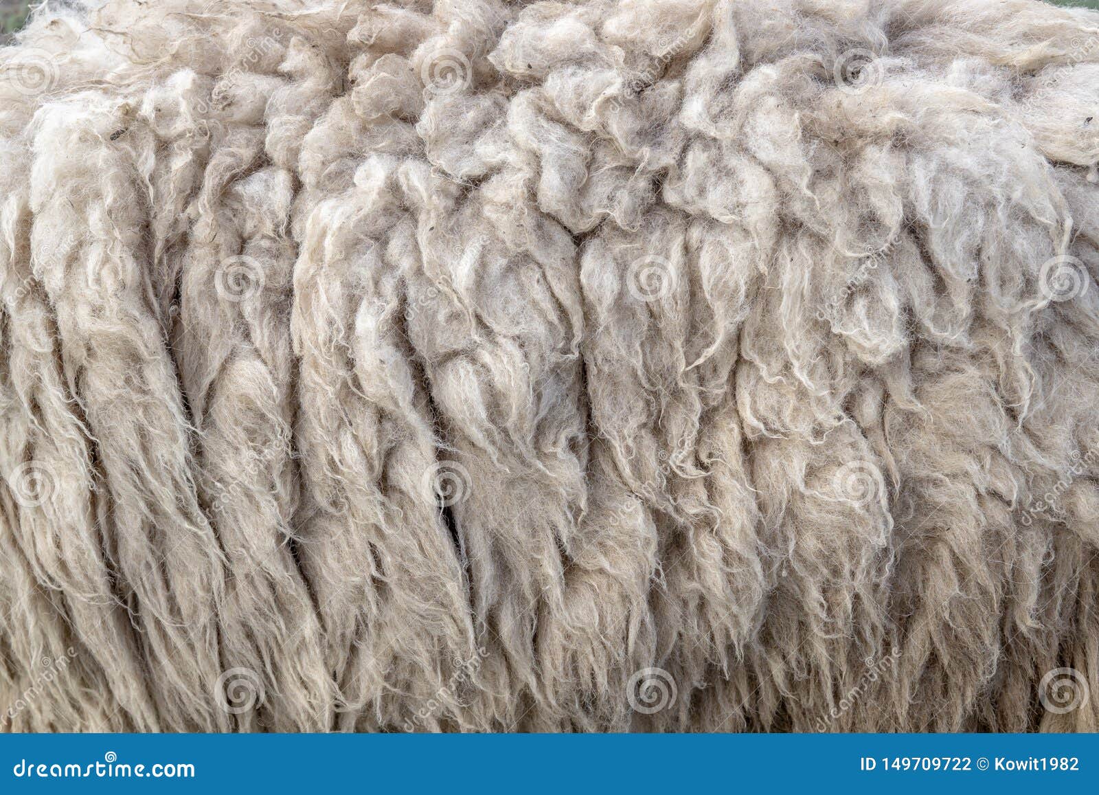 Wool Sheep Closeup for Background Stock Photo - Image of background ...