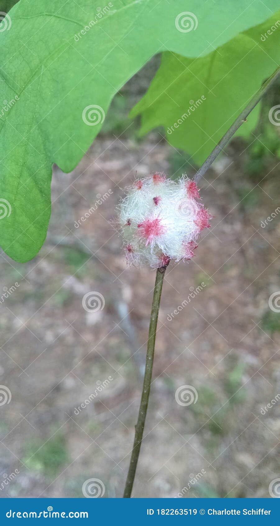 Wool Sower Wasp Gall on Oak Stem Stock Image - Image of sower, shrub ...