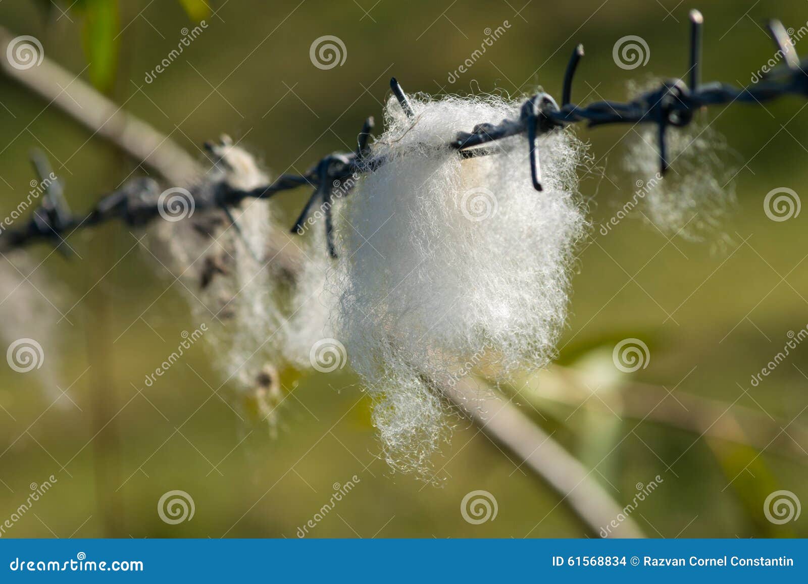 Wool trapped in barb wire stock photo. Image of field - 61568834