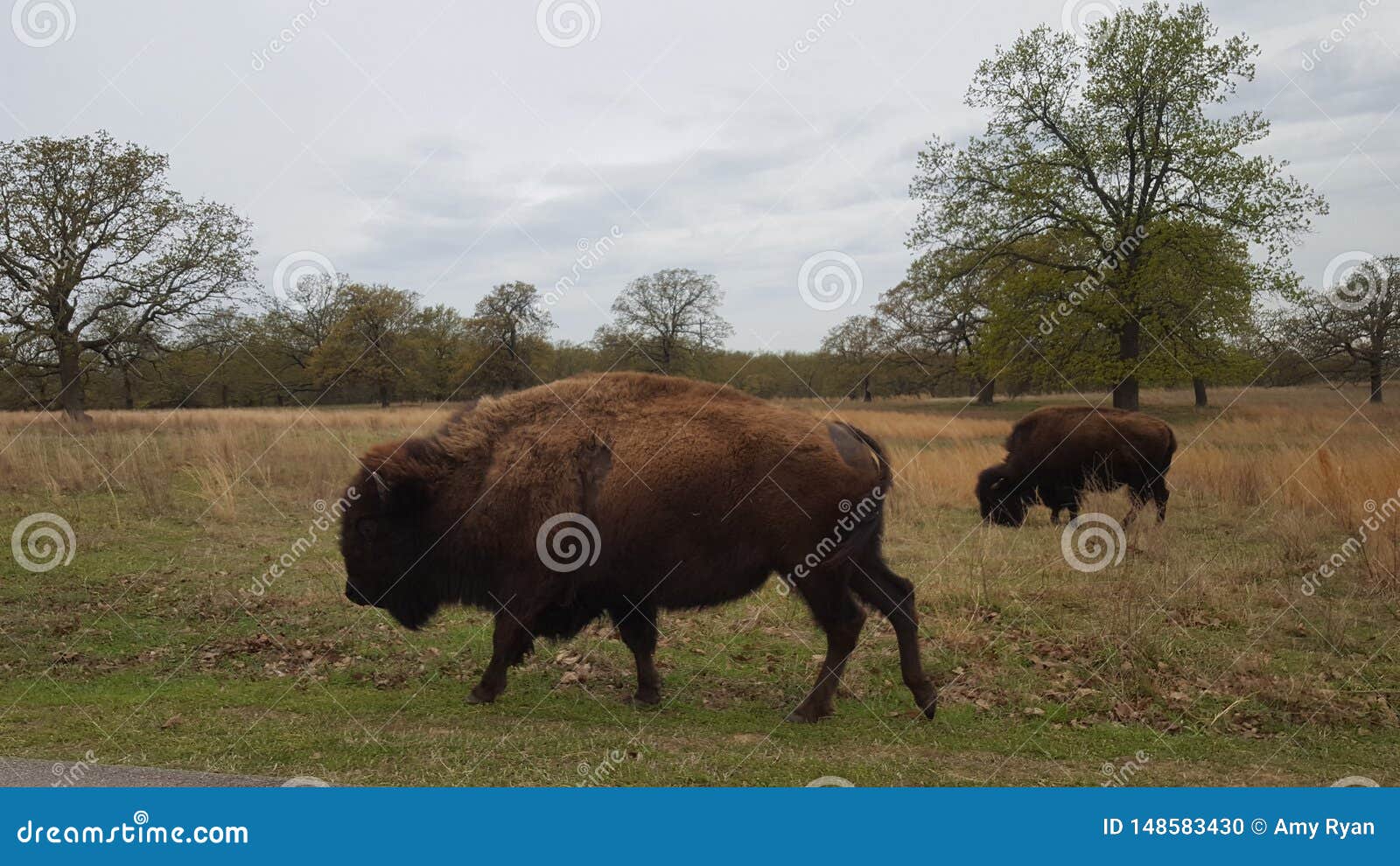Woolaroc buffalo stock photo. Image of park, oklahoma - 148583430