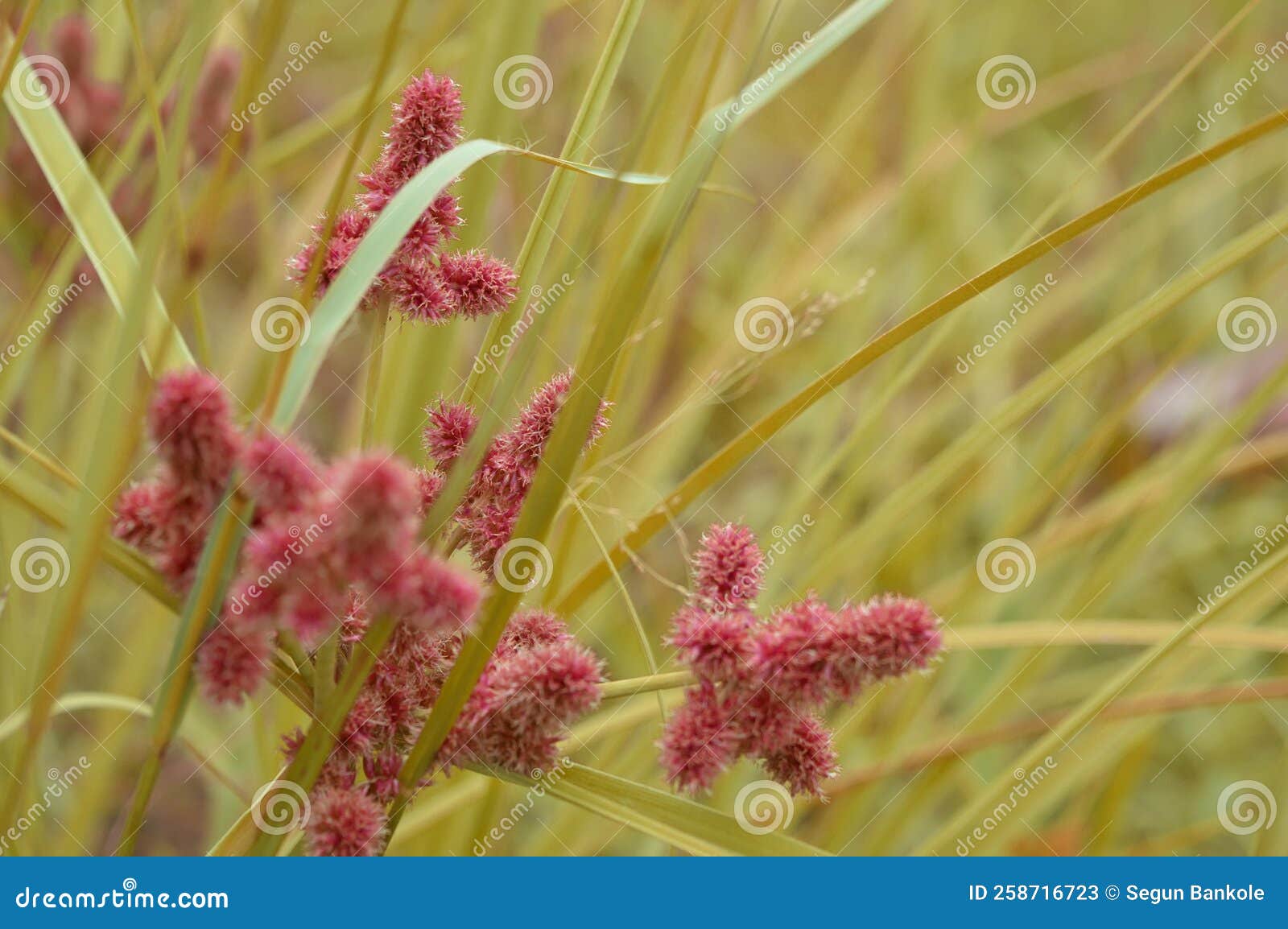 Woolgrass in the field stock image. Image of tree, botanic - 258716723