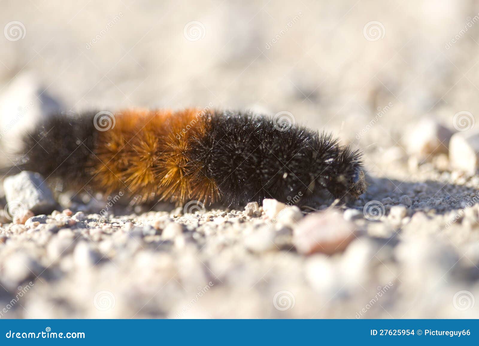 Woolly Bear Caterpillar stock photo. Image of black, fuzzy - 27625954