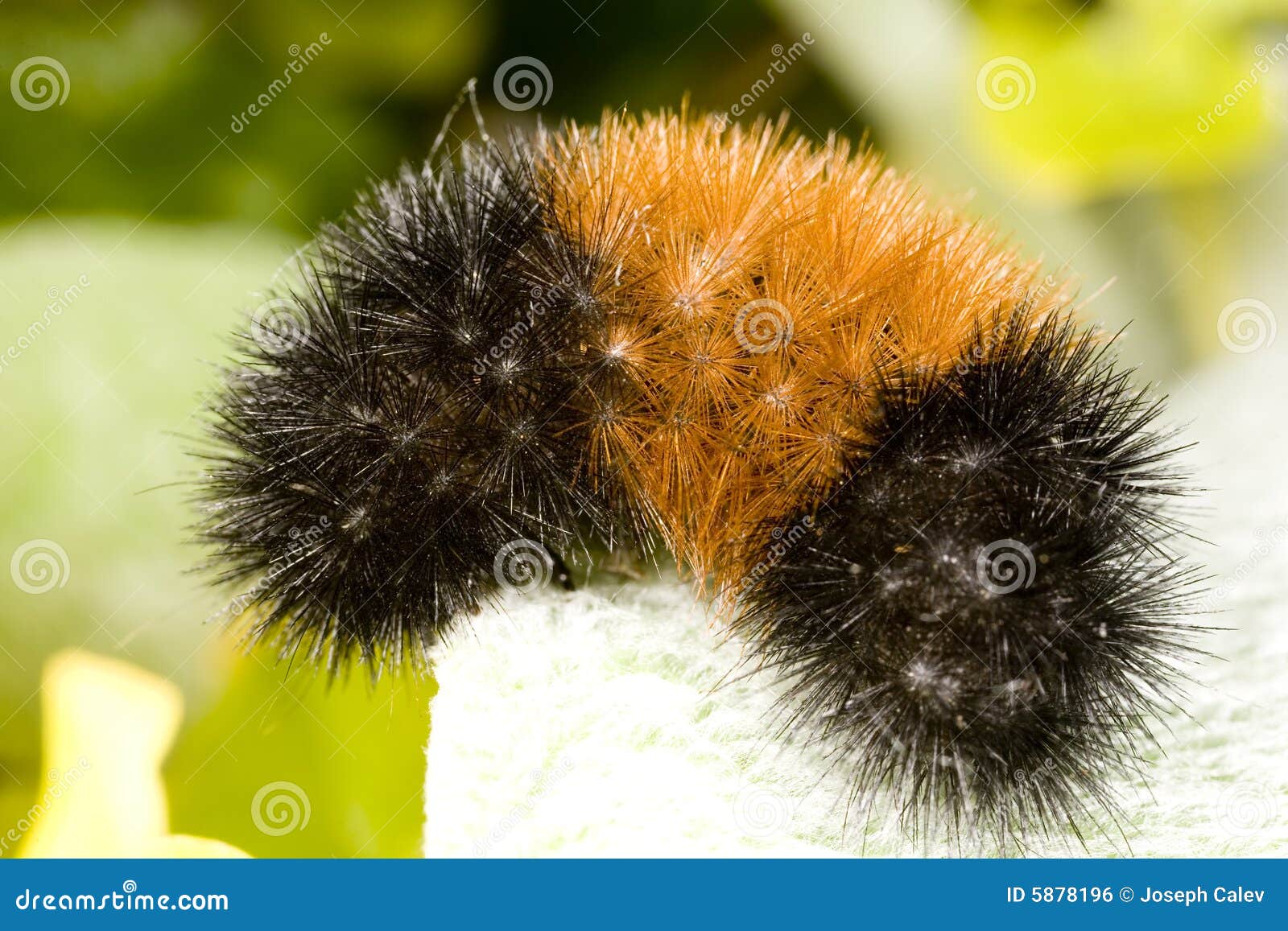 Woolly bear caterpillar stock photo. Image of woolly, wildlife - 5878196