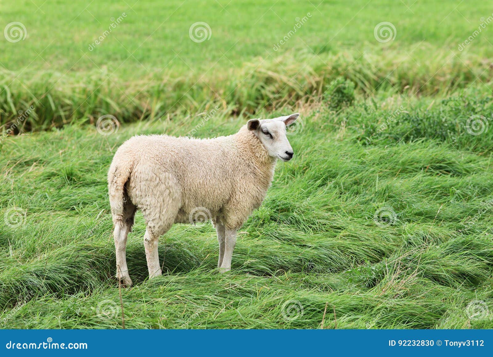 Woolly Ewe Standing in Lush Green Meadow, Netherlands Stock Photo ...