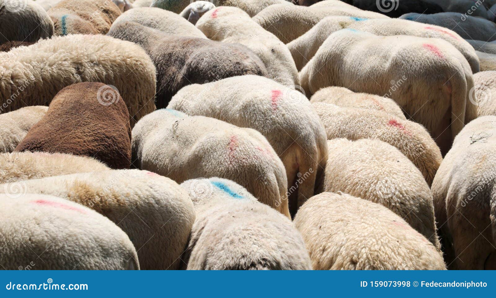 Woolly Fur of Sheep with Lots of Sheep Stock Photo - Image of gregge ...