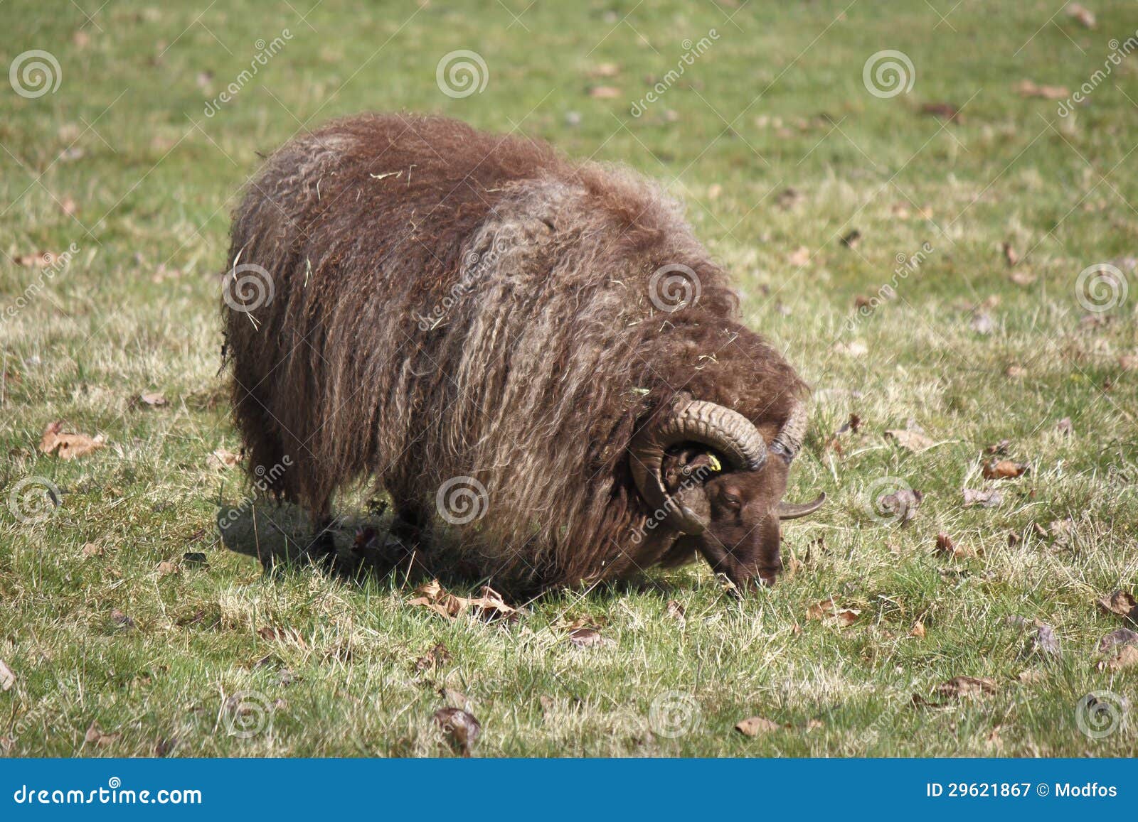 Woolly Icelandic Ram stock image. Image of unclipped - 29621867
