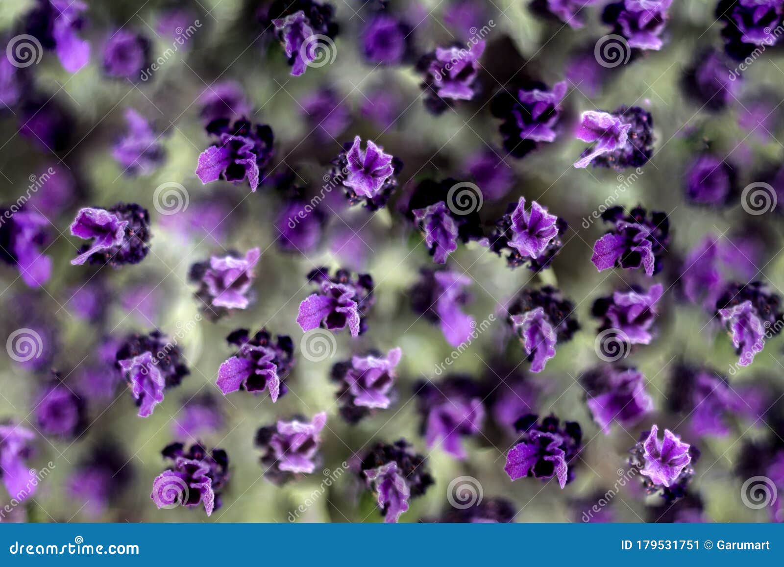 Woolly Lavender Composition, Top View, Overhead Stock Image - Image of ...