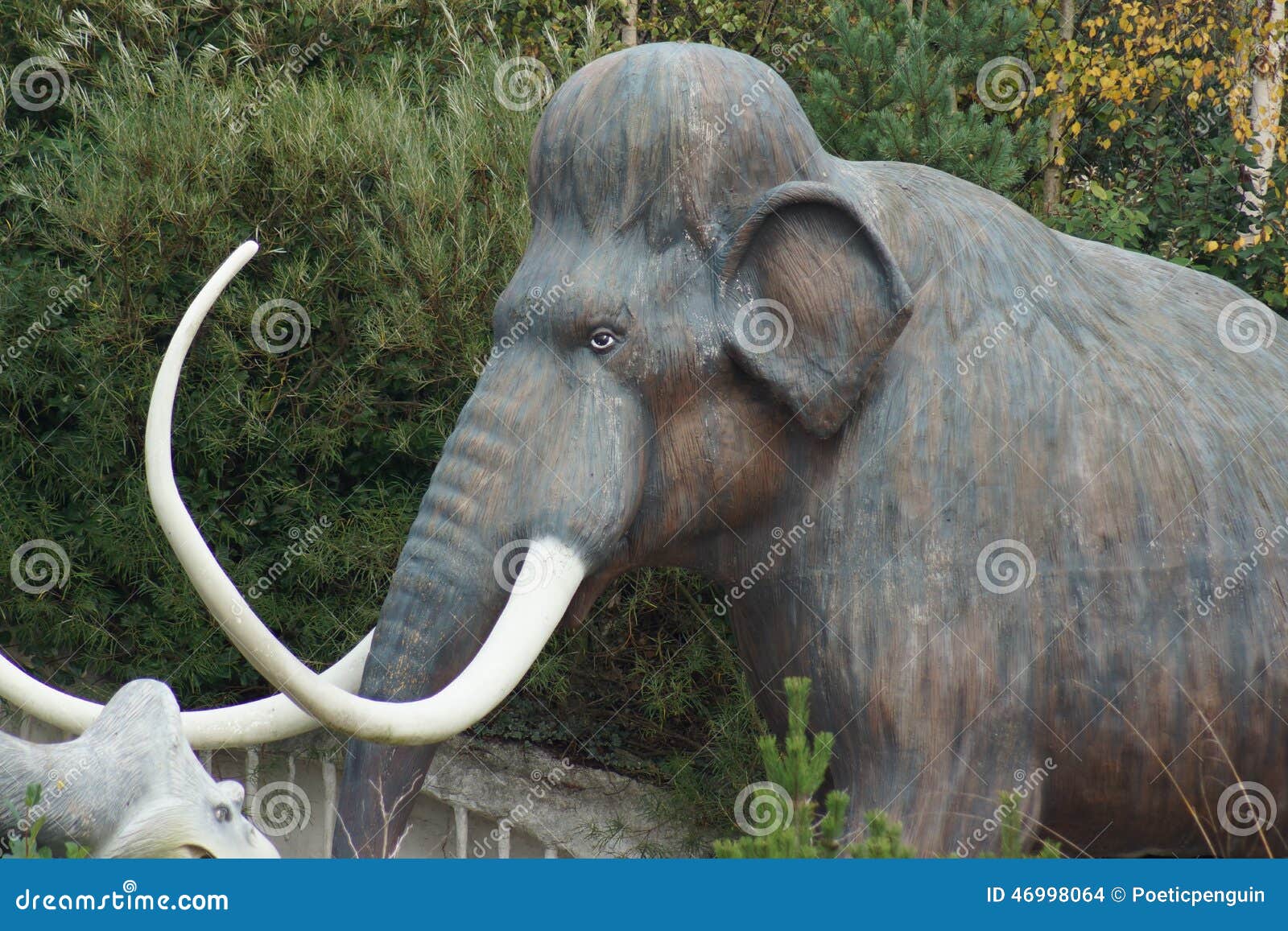Woolly Mammoth - Mammuthus Primigenius Stock Photo - Image of large ...
