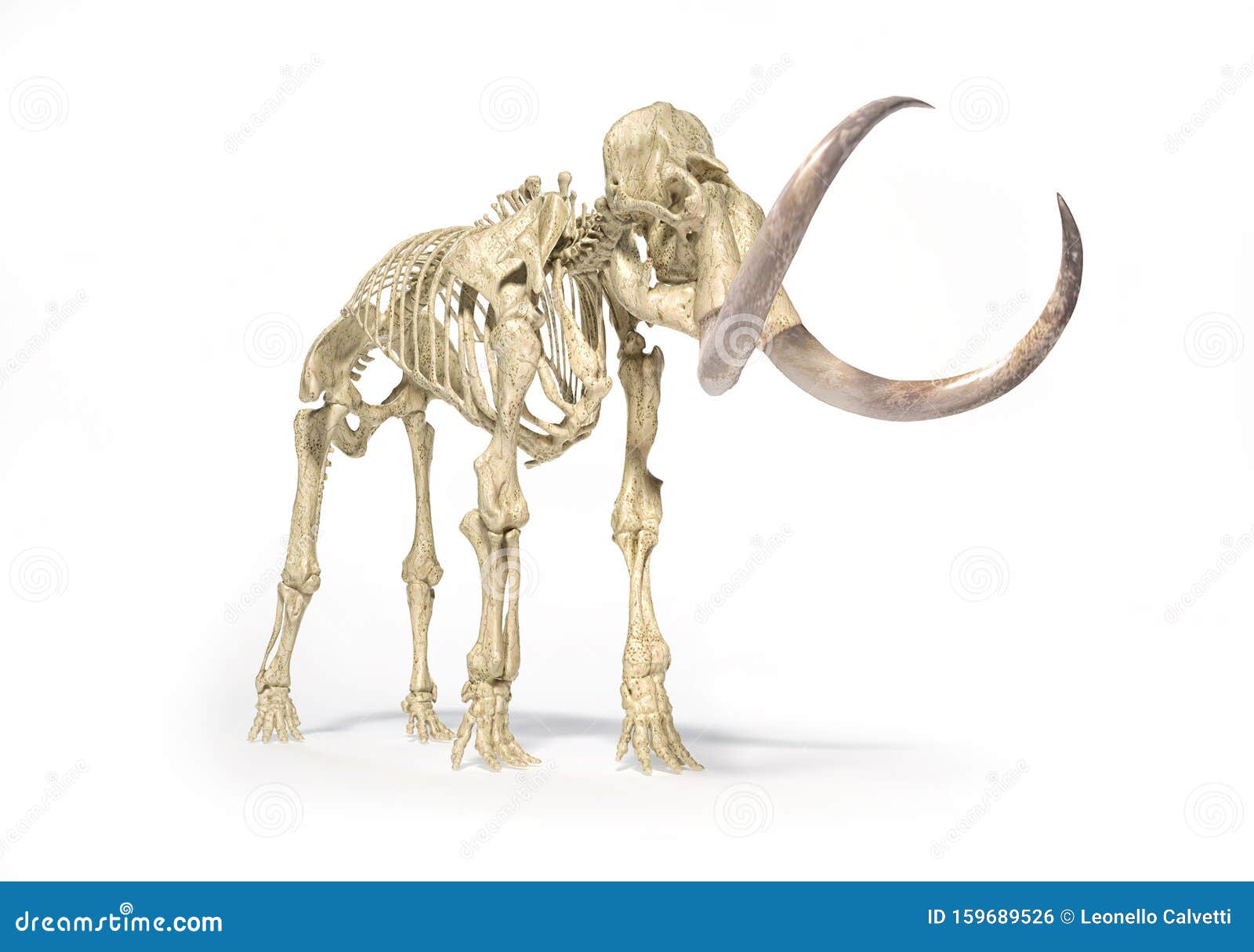 Woolly Mammoth Skeleton, Realistic Front Perspective View Stock ...