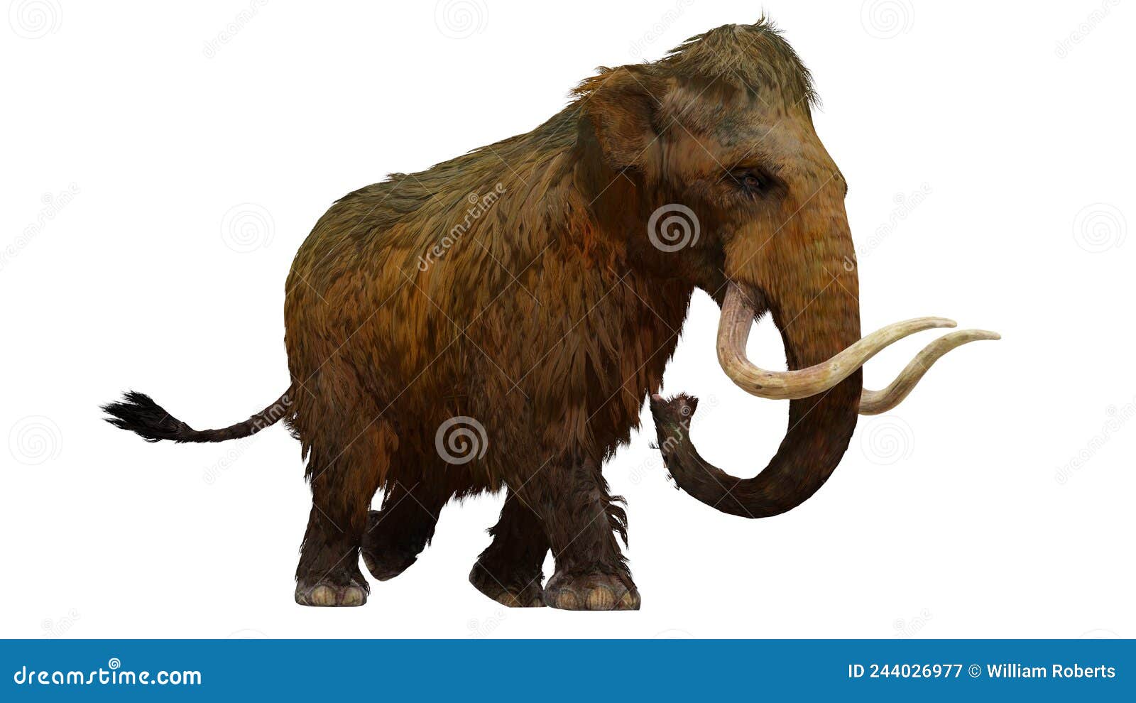Woolly Mammoth on White Background Stock Illustration - Illustration of ...