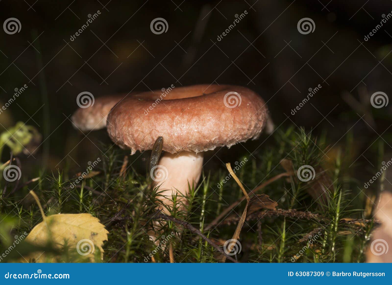 Woolly milkcap stock image. Image of torminosus, fungi - 63087309