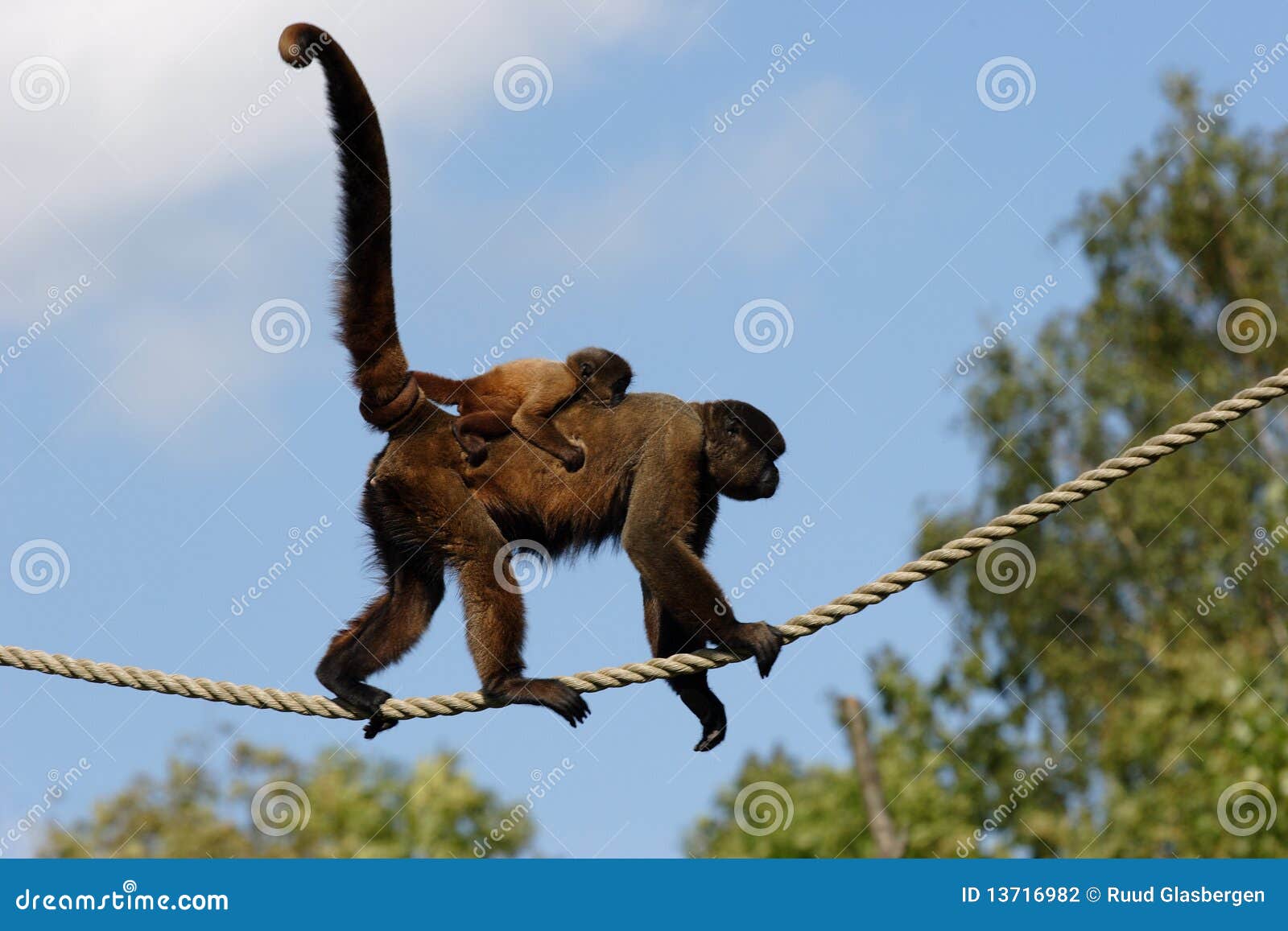 Woolly Monkey stock photo. Image of mammals, apes, animals - 13716982